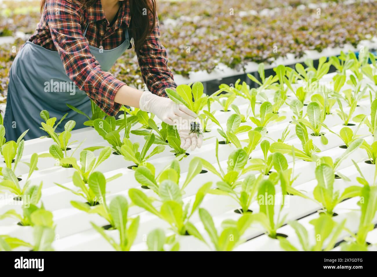 closeup farmer hand cultivate holding baby green plant fresh in hydroponic plant nursery farm ...