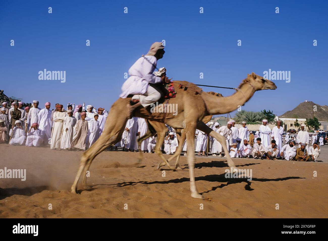 Mudayrib, Oman, Arabian Peninsula, Middle East - Camel race. Races are ...