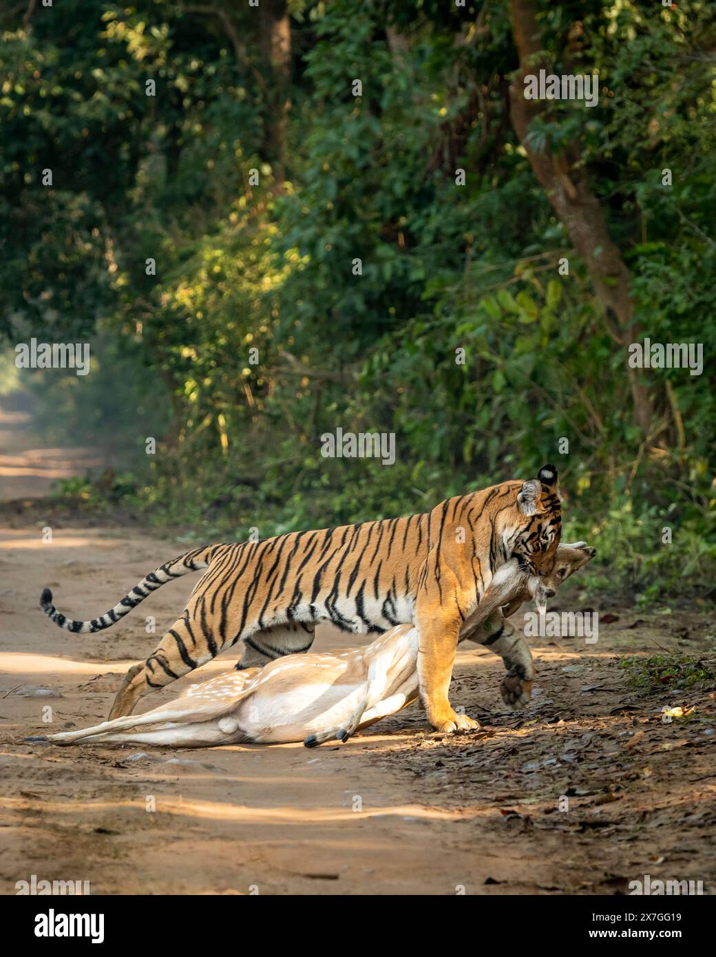 Tiger hunting deer hi-res stock photography and images - Alamy