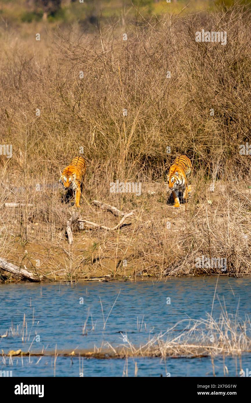 two wild adult female tigers panthera tigris face off territorial fight ...