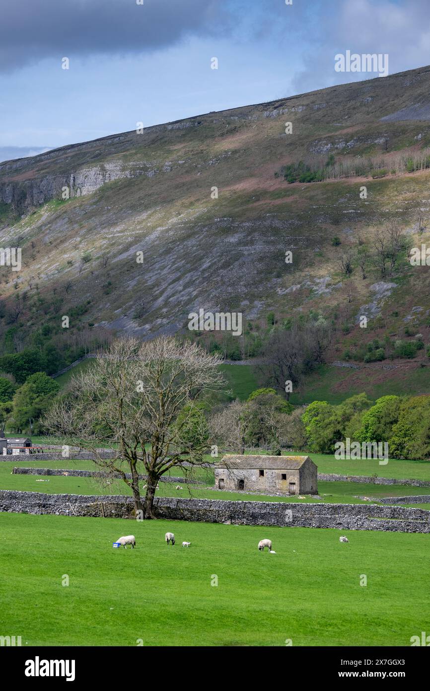 Stone barn in Littondale, caught in late spring sunshine. Yorkshire ...