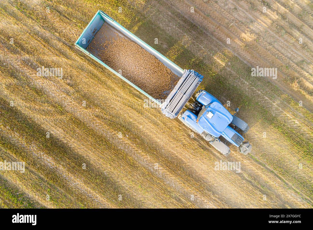 aerial top view of a tractor with potatoes on the trailer during ...