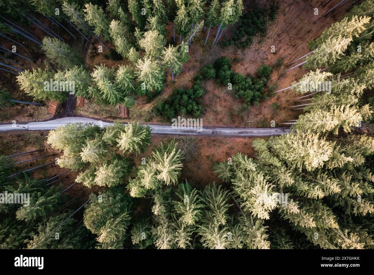 Perspective view forest management hi-res stock photography and images ...