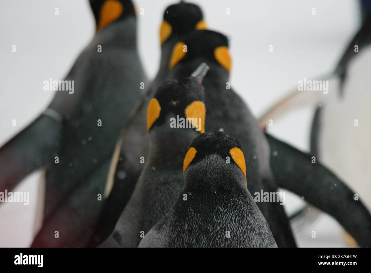 A group of emperor penguins standing close together in a snowy ...