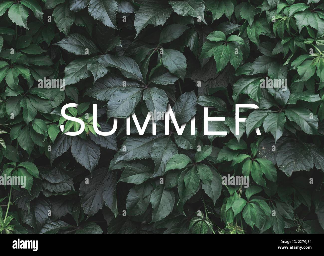 Word Summer hidden in natural green leaves wall Stock Photo - Alamy