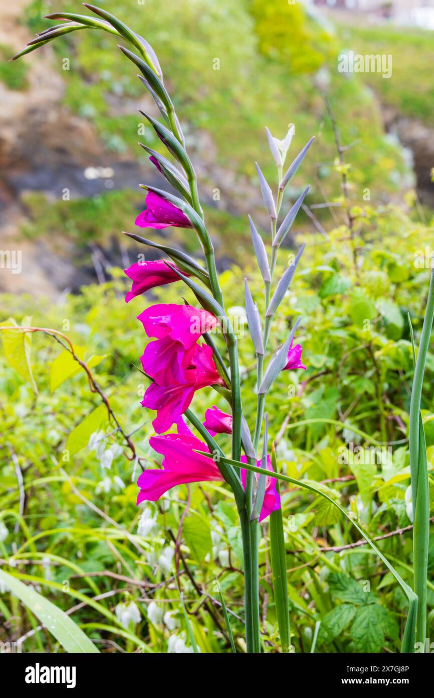Cornwall beach flowers hi-res stock photography and images - Alamy