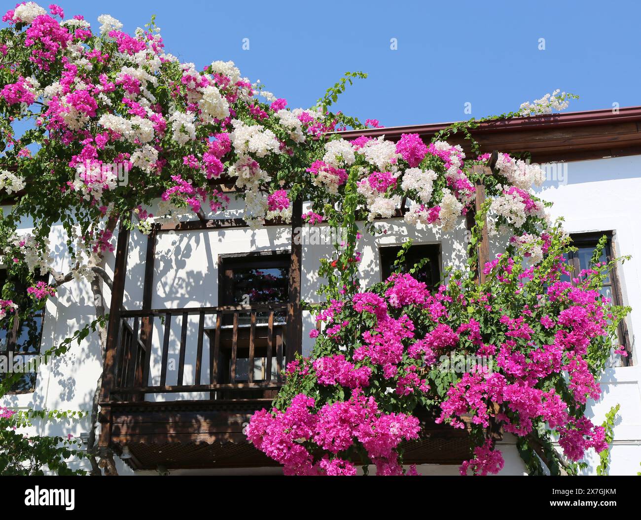 Abandoned Greek Wooden House covered with Pink and White Bougainvillea ...
