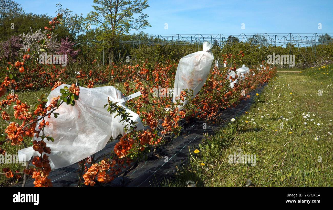 Industrial horticulture. Lush fields of flowering quince bushes in full ...