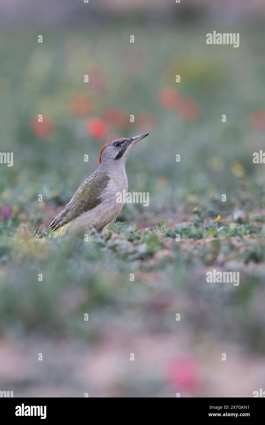 Spanish or Iberian race of the green woodpecker (Picus viridis sharpei ...