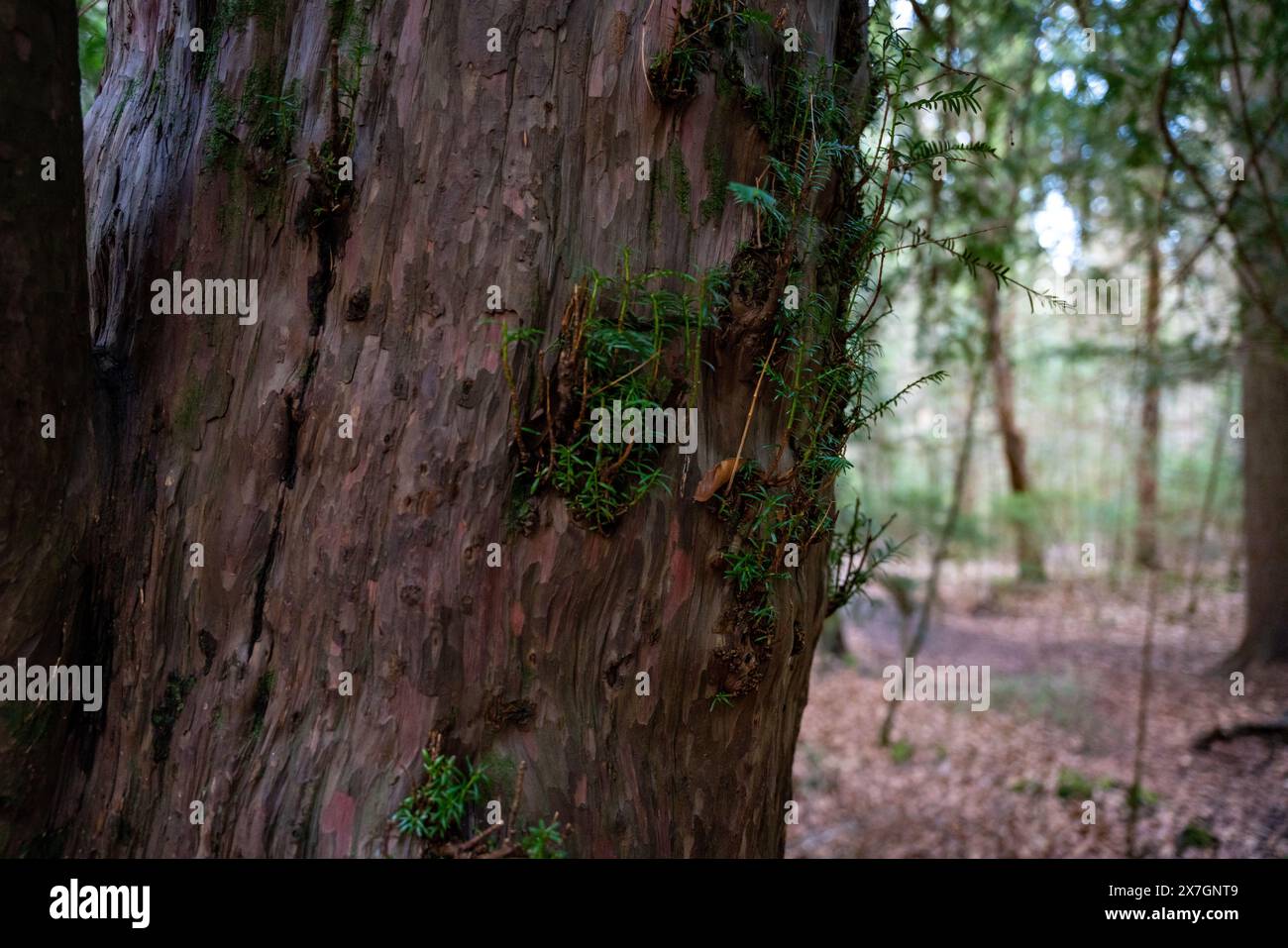 tree, trees, yew tree, forest, forest mood, forestry Stock Photo - Alamy