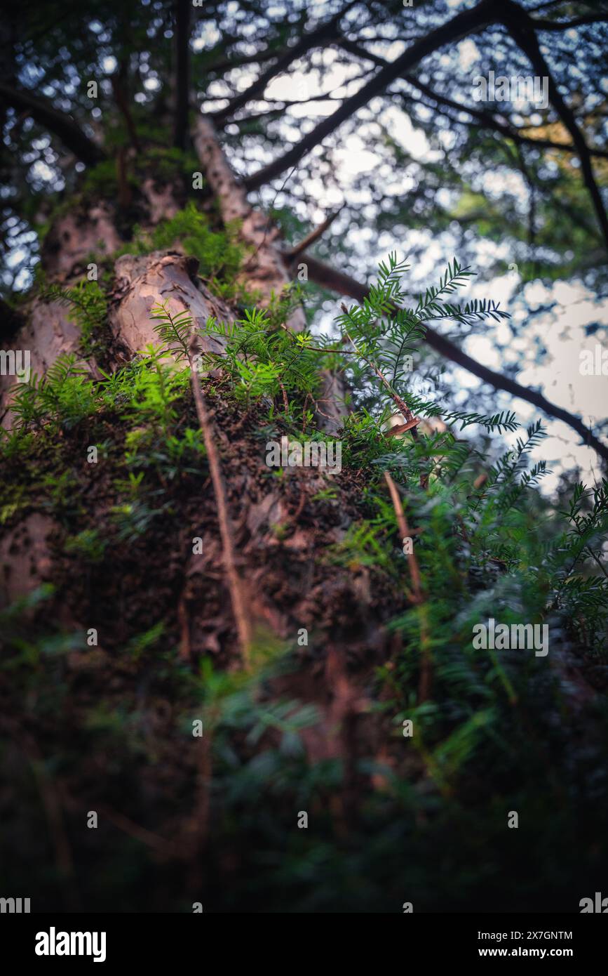 big yew tree, forest, bark, trees, tree, bavaria Stock Photo - Alamy
