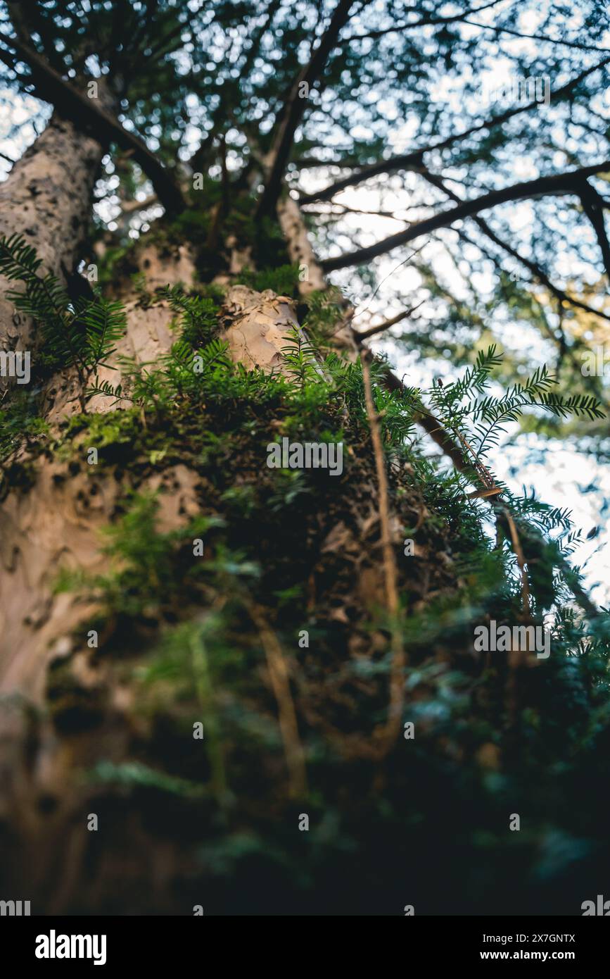 big yew tree, forest, bark, trees, tree, bavaria Stock Photo - Alamy
