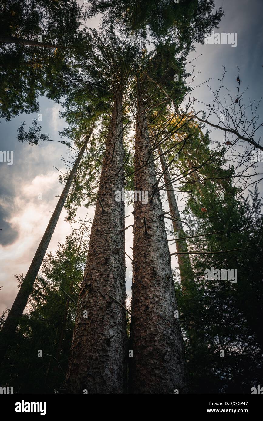 big yew tree, forest, bark, trees, tree, bavaria Stock Photo - Alamy