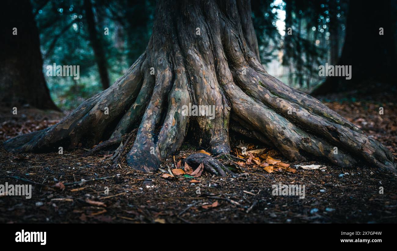 big yew tree, forest, bark, trees, tree, bavaria Stock Photo - Alamy