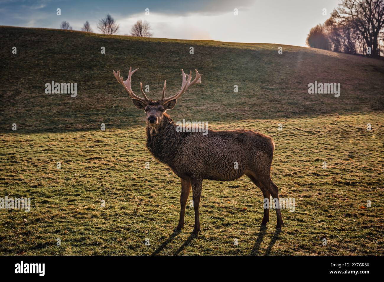 Red deer, red deer, antlers, stag, fur, forest, wild, hunting, meadow ...