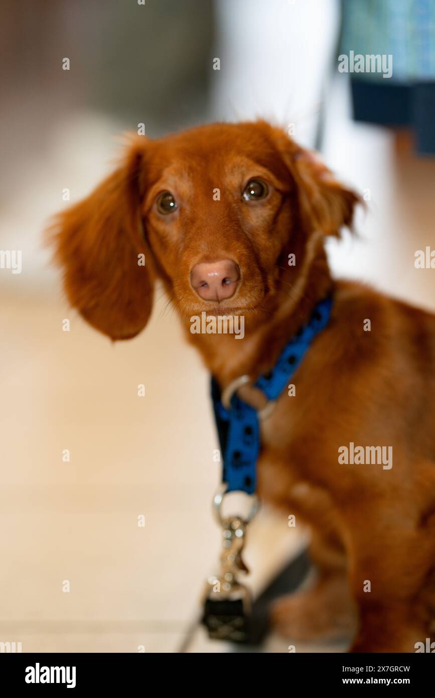Dachshund, Teckel, Puppy, Dachshund Puppy, Dog, Pet Stock Photo - Alamy