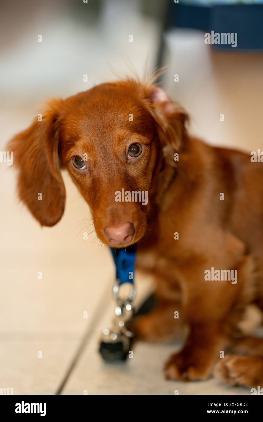 Teckel hunting hi-res stock photography and images - Alamy