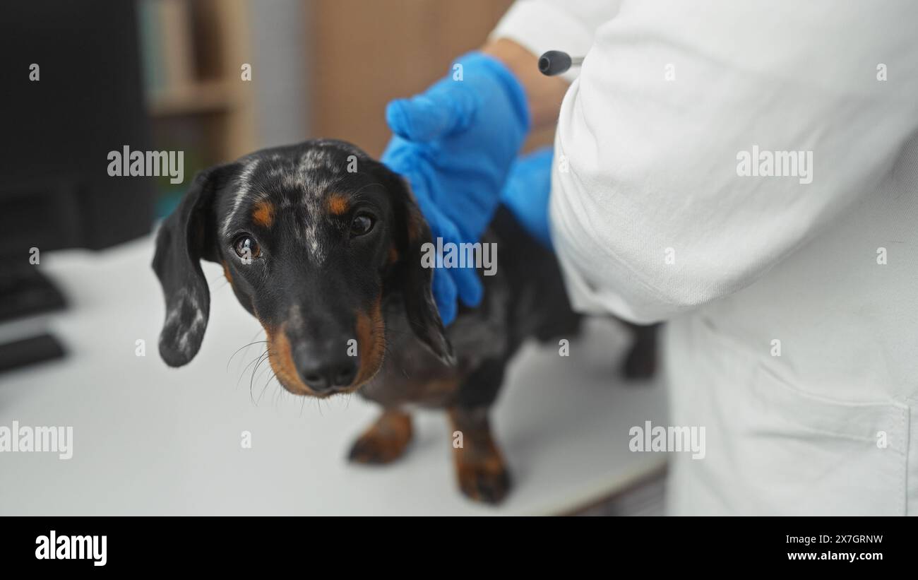 A veterinarian in a white coat examines a concerned dachshund indoors ...