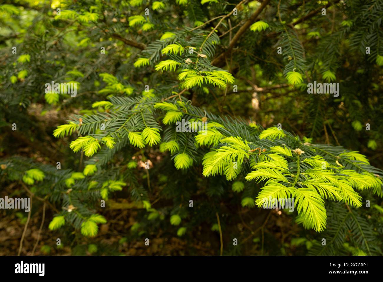 Common yew,english yew...in its natural environment Stock Photo - Alamy