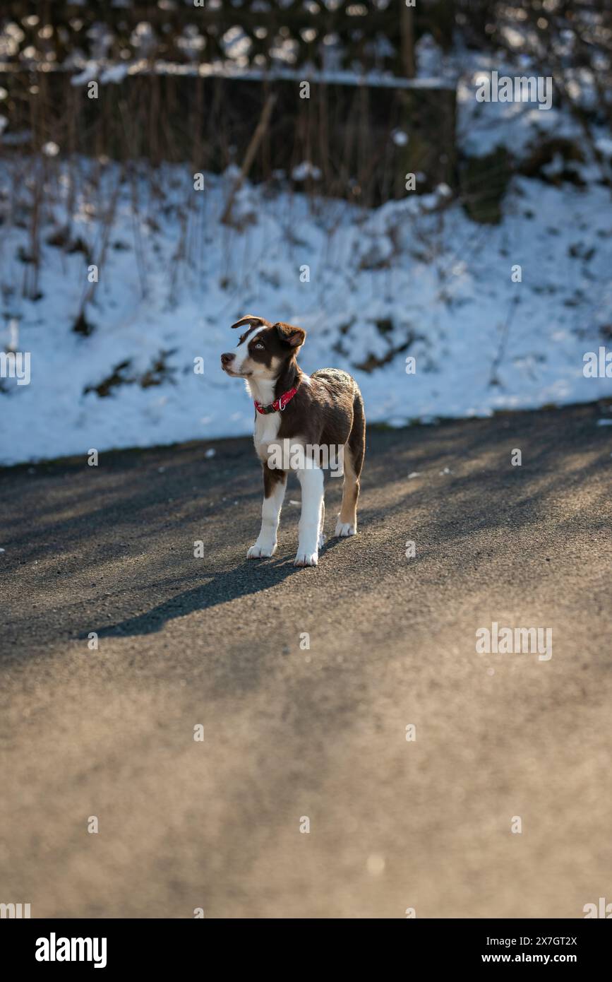 Border Collie, puppy, dog, dogs, blue eyes, young dog, Australian Shepherd, mixed breed Stock ...