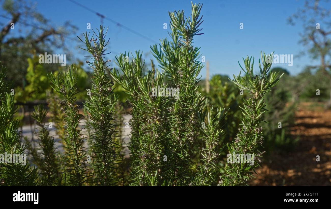 Rosemary plants in a sunny garden in puglia, italy, with tall green ...