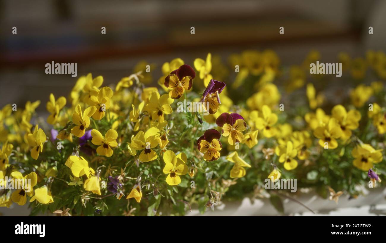Bright yellow and purple viola tricolor flowers in a garden in puglia ...