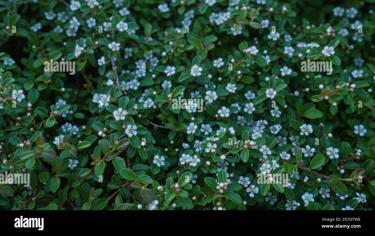 Cotoneaster horizontalis, also known as rockspray cotoneaster, displays ...