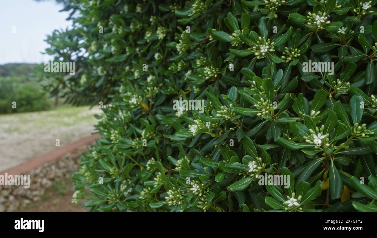Lush green pittosporum tobira shrub with small white flowers ...
