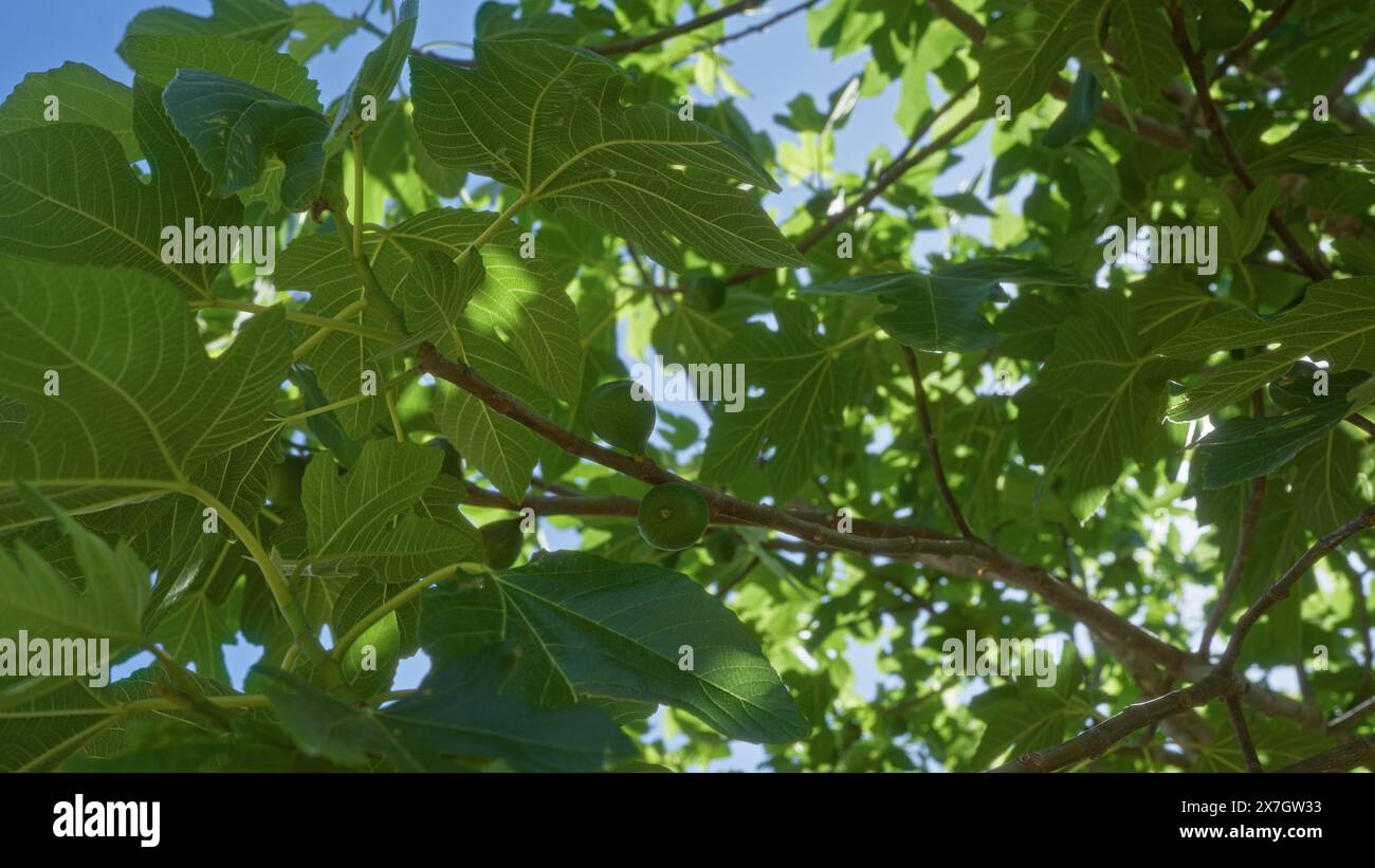 A fig tree ficus carica with lush green leaves and small figs growing ...