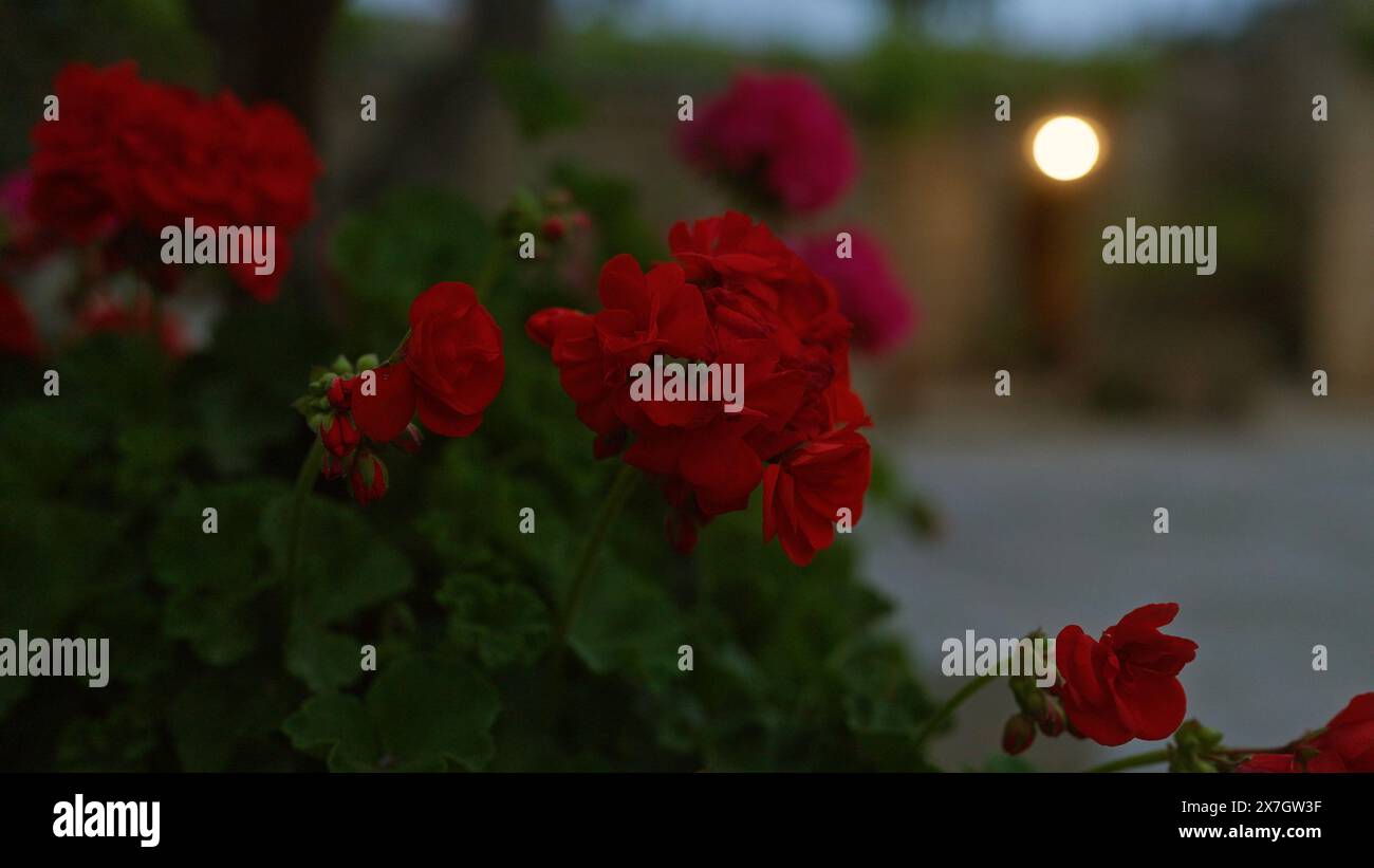 Red geranium flowers bloom vibrantly in an outdoor garden in puglia ...