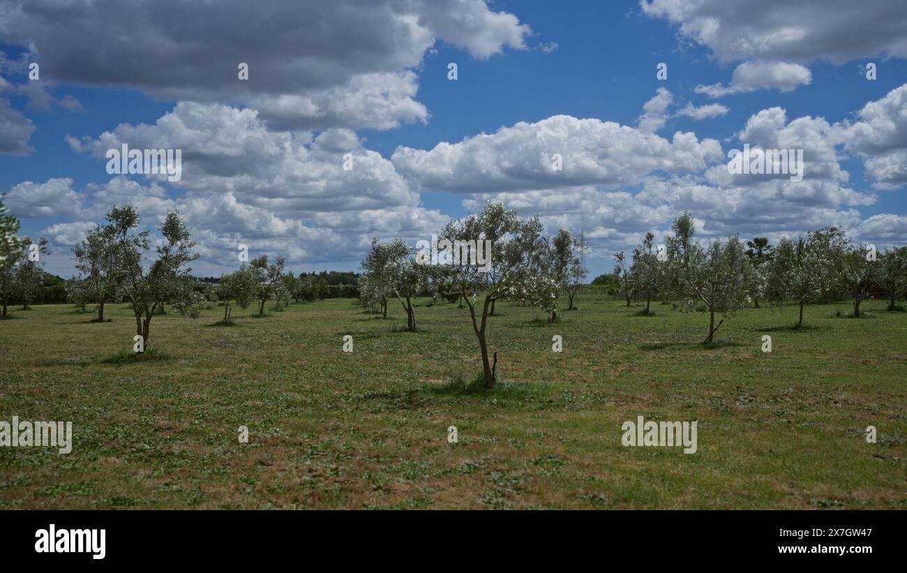 A scenic olive grove in puglia, italy, under a bright blue sky with ...