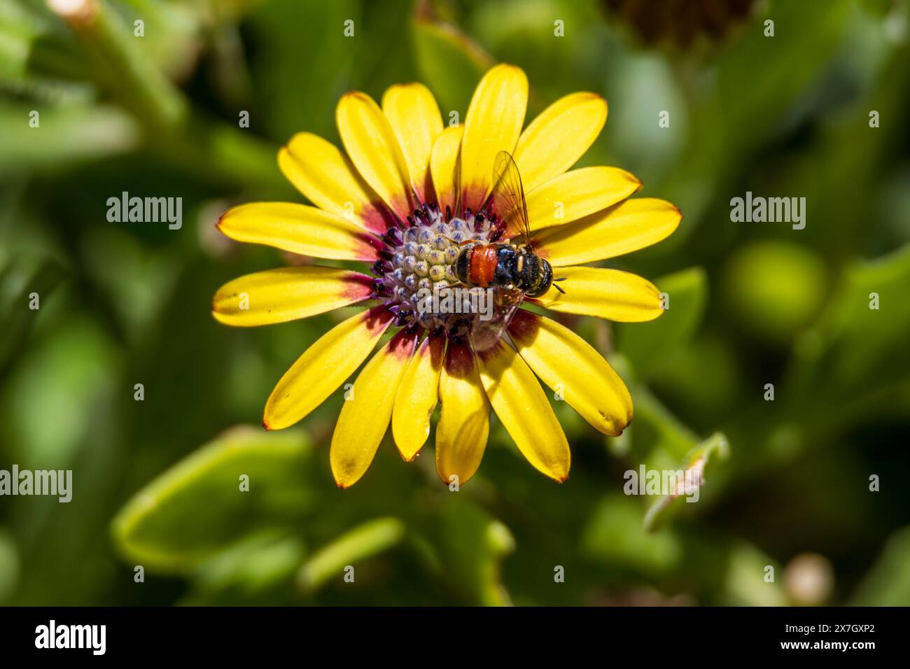 Grass skimmer flies hi-res stock photography and images - Alamy