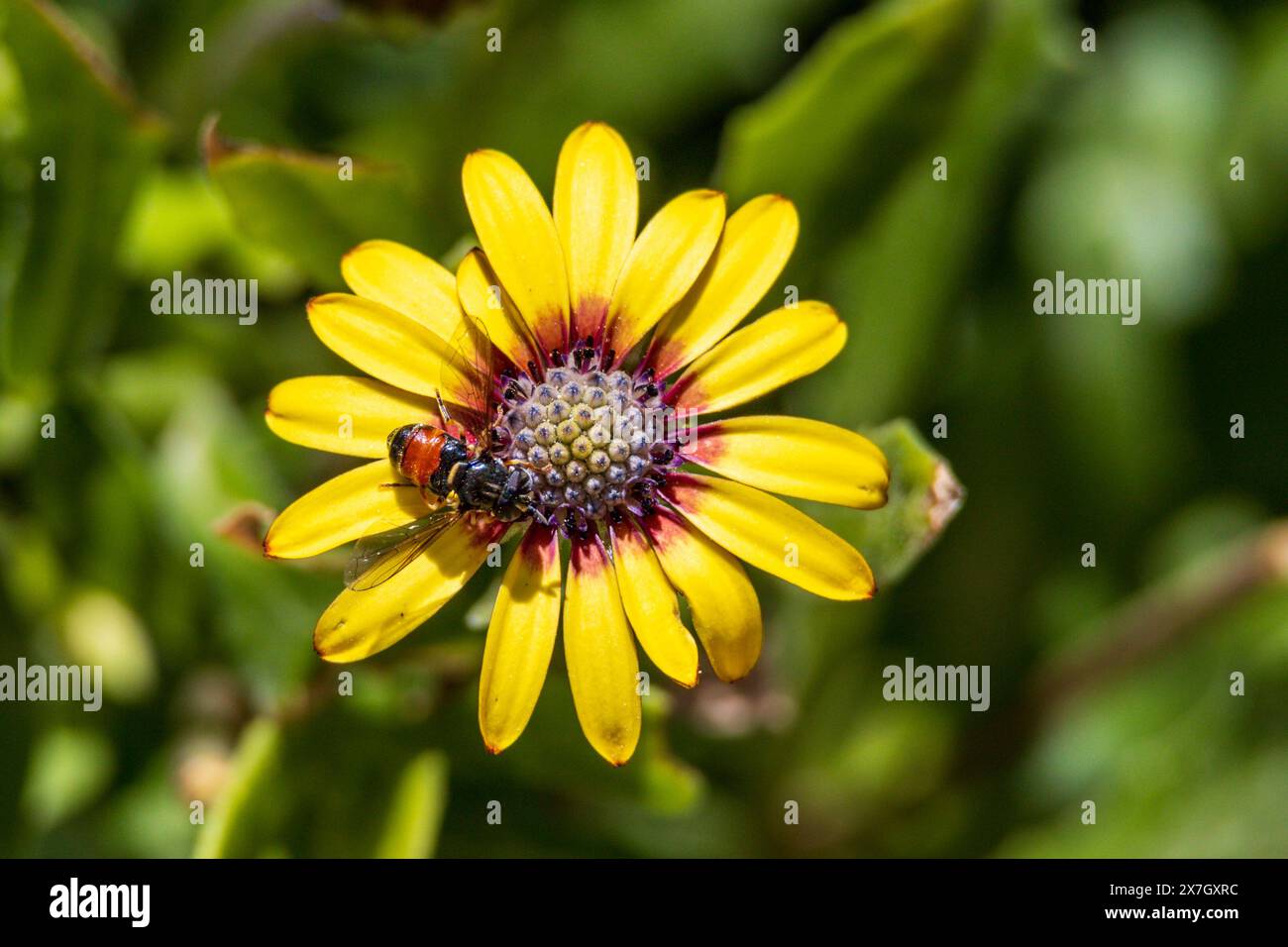 Paragus bicolor hi-res stock photography and images - Alamy