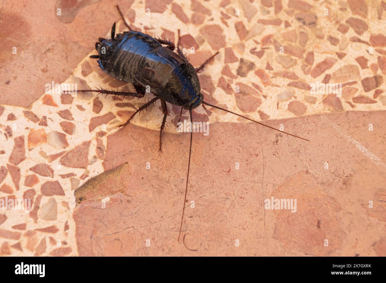 Blatta orientalis, Oriental Cockroach Stock Photo - Alamy