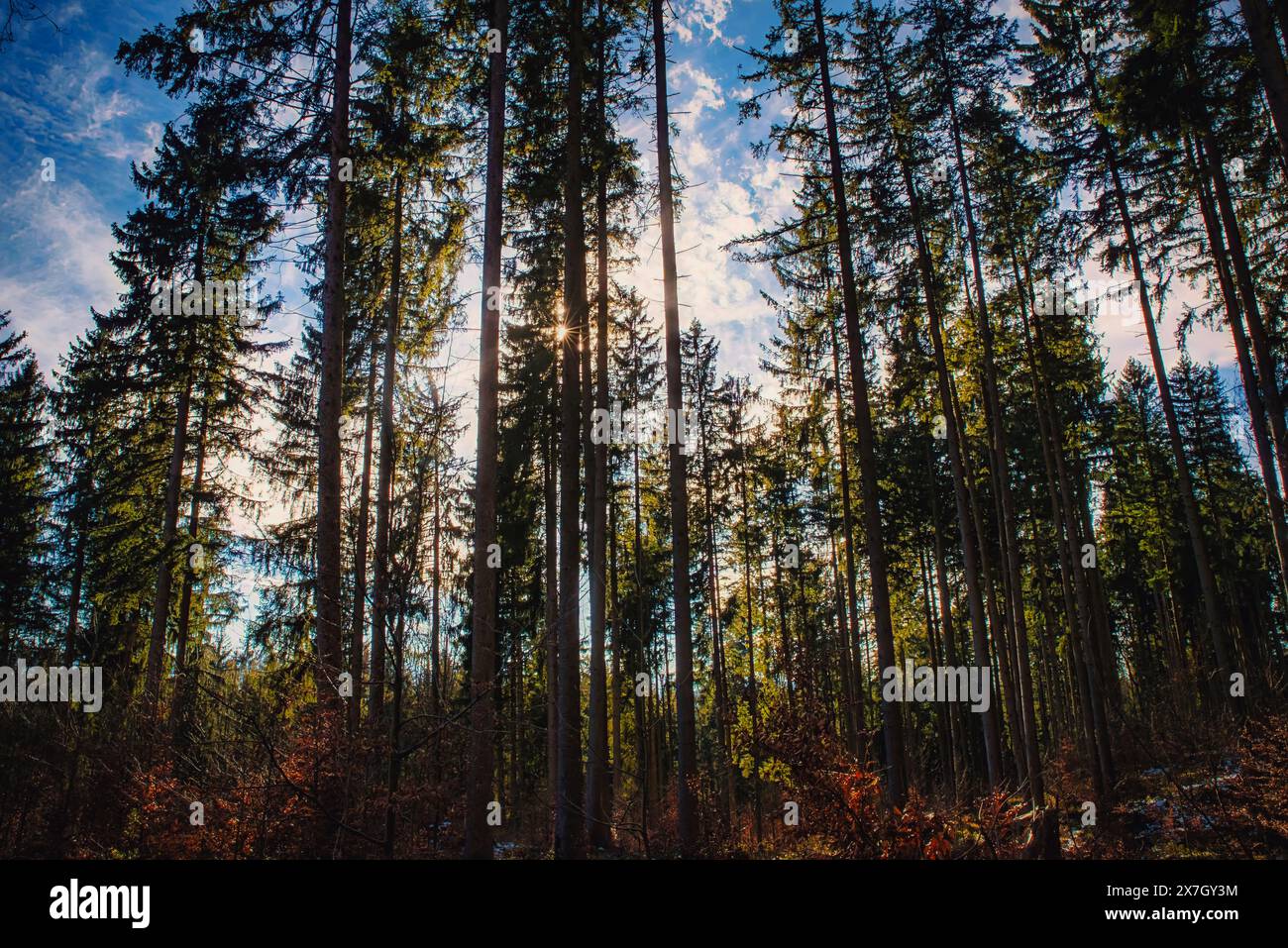 tree, trees, yew tree, forest, forest mood, forestry Stock Photo - Alamy