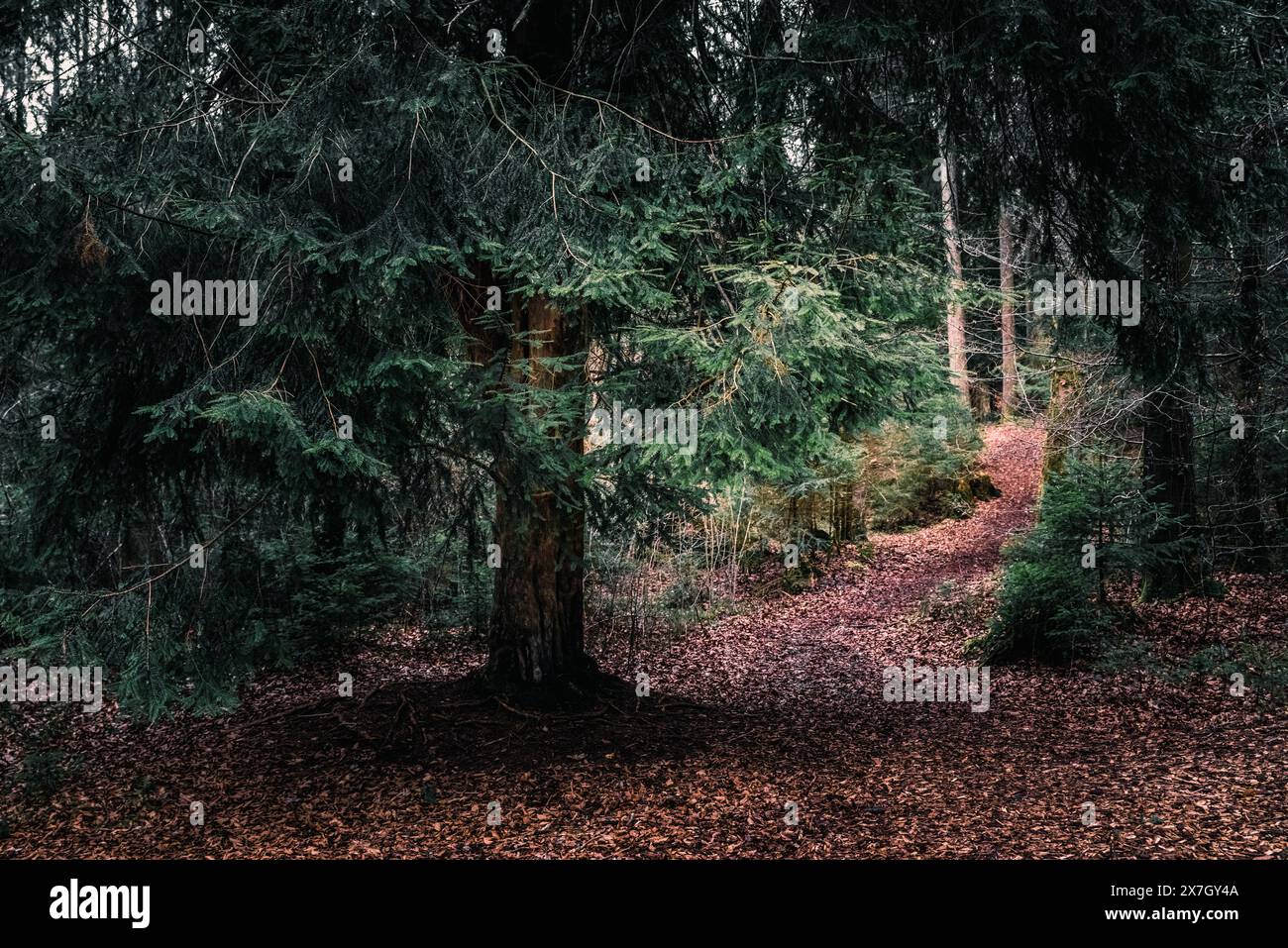 tree, trees, yew tree, forest, forest mood, forestry Stock Photo - Alamy