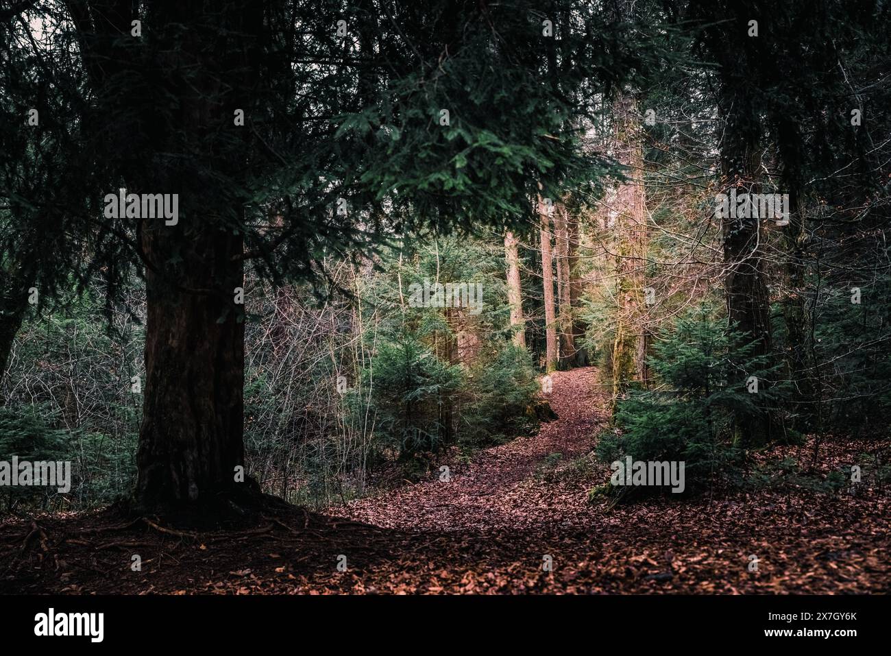 tree, trees, yew tree, forest, forest mood, forestry Stock Photo - Alamy