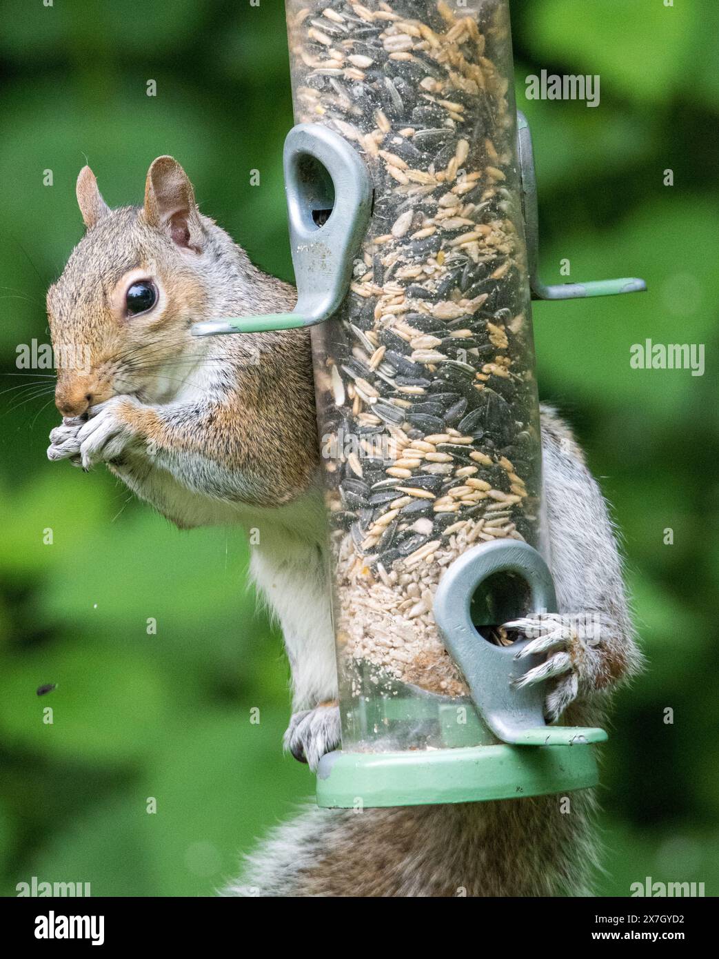 Grey squirrel profile hi-res stock photography and images - Alamy