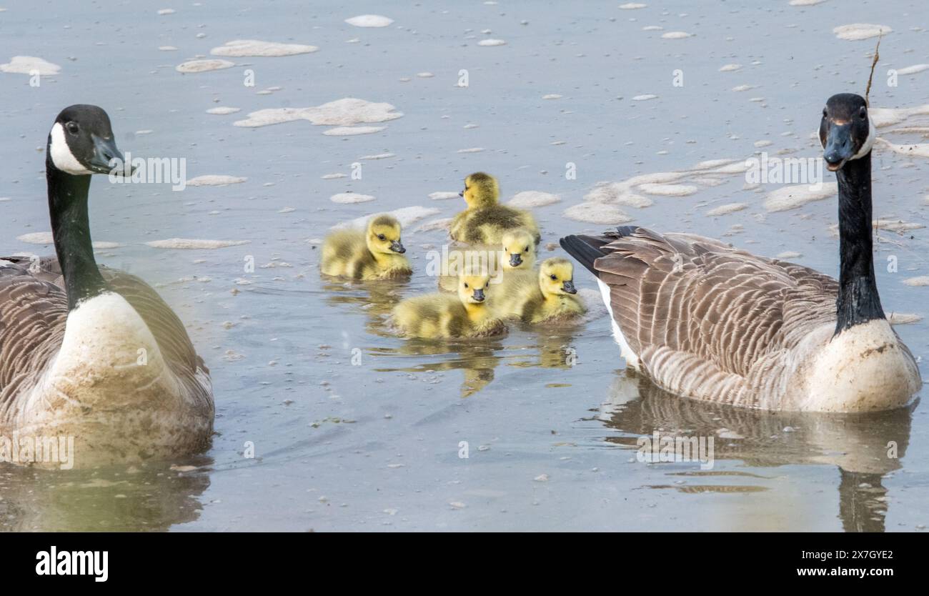Canada Geese and chicks 9Branta canadensis Stock Photo - Alamy