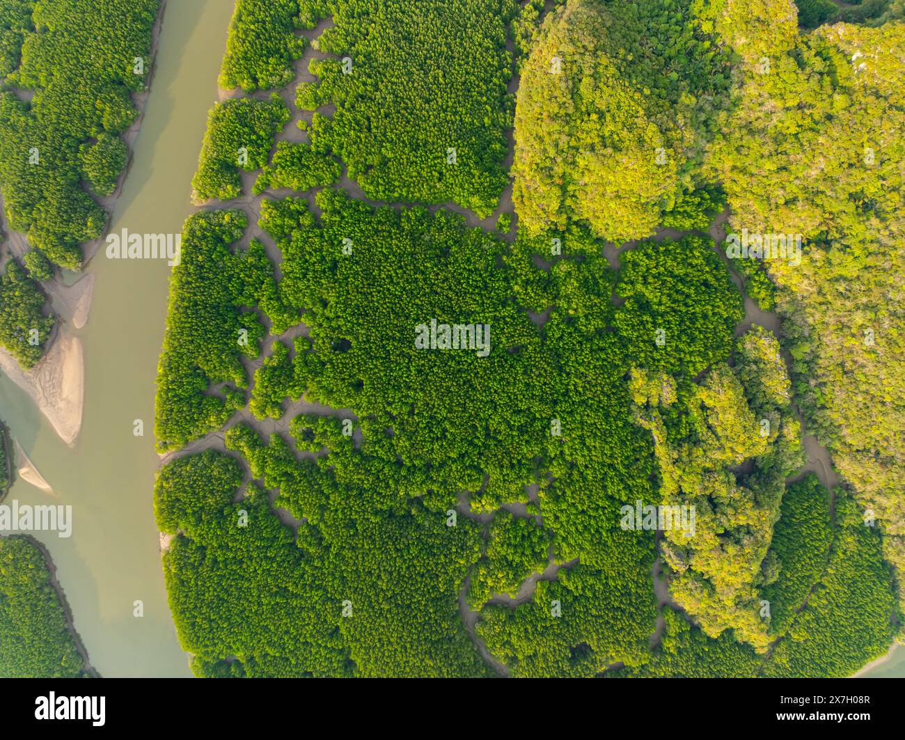 Amazing abundant mangrove forest, Aerial view of forest trees ...