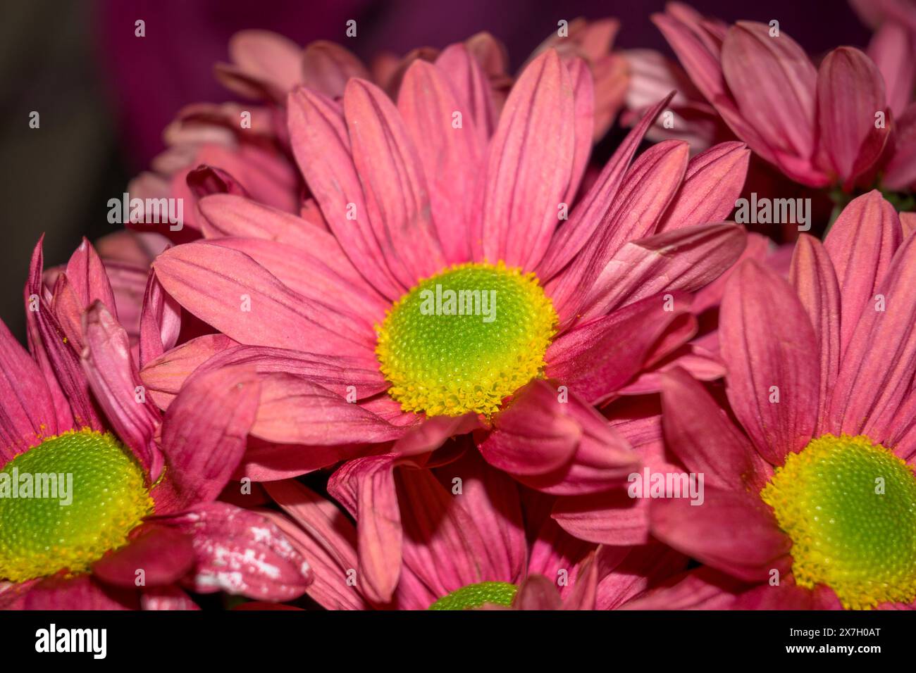 Dimorfoteca flowers with purple leaves and yellow and green center ...