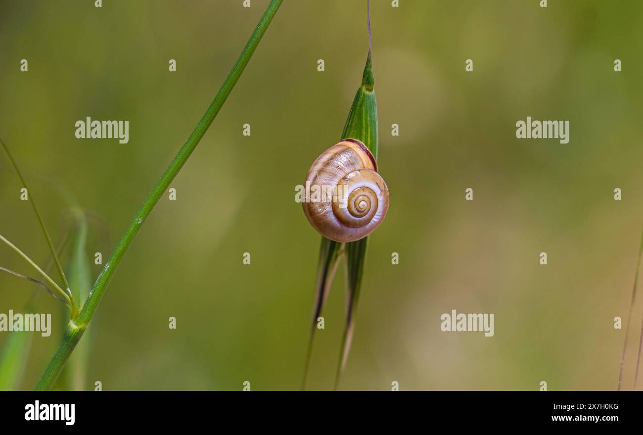 Snails (Gastropoda) are animals that can be seen in fresh water, seas ...