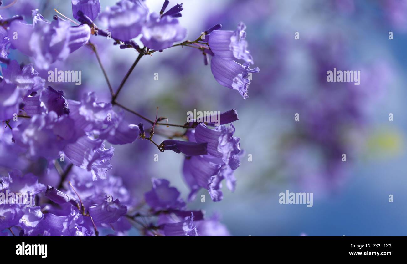 Flowers of blue jacaranda, Jacaranda mimosifolia Stock Photo - Alamy