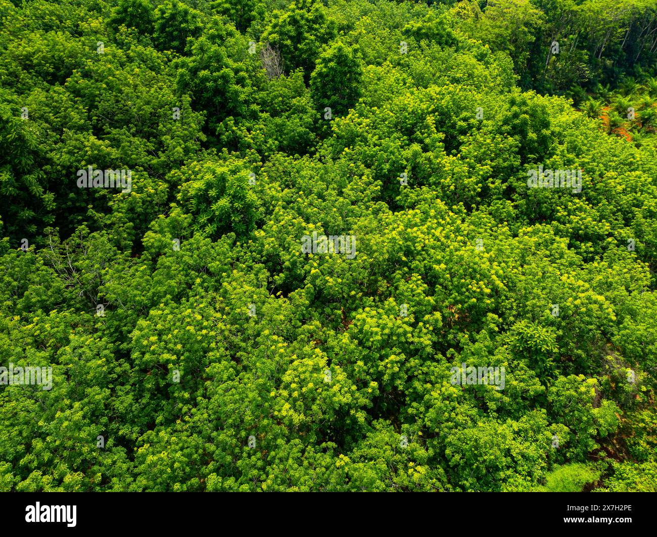Aerial view Drone camera rainforest trees ecology with healthy ...