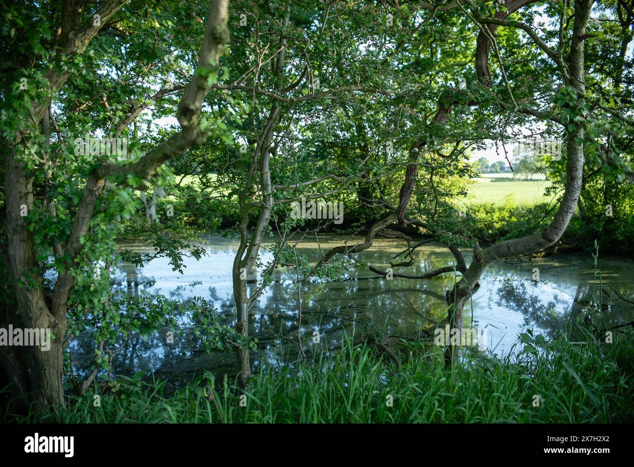 Fairy glade hi-res stock photography and images - Alamy