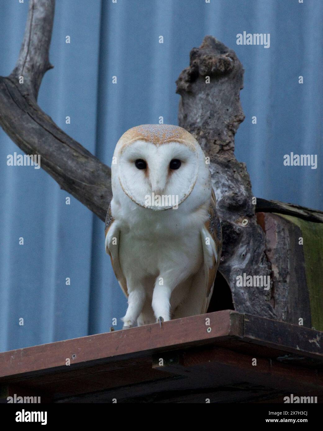Single Barn owl standing on nestbox landing platform at dusk at ...