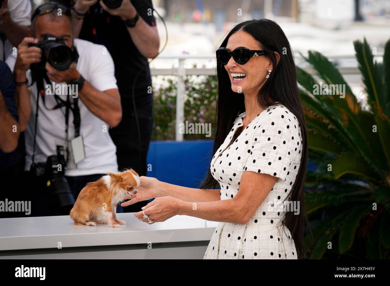 Cannes, France. 20th May, 2024. Demi Moore and her dog Pilaf during a ...