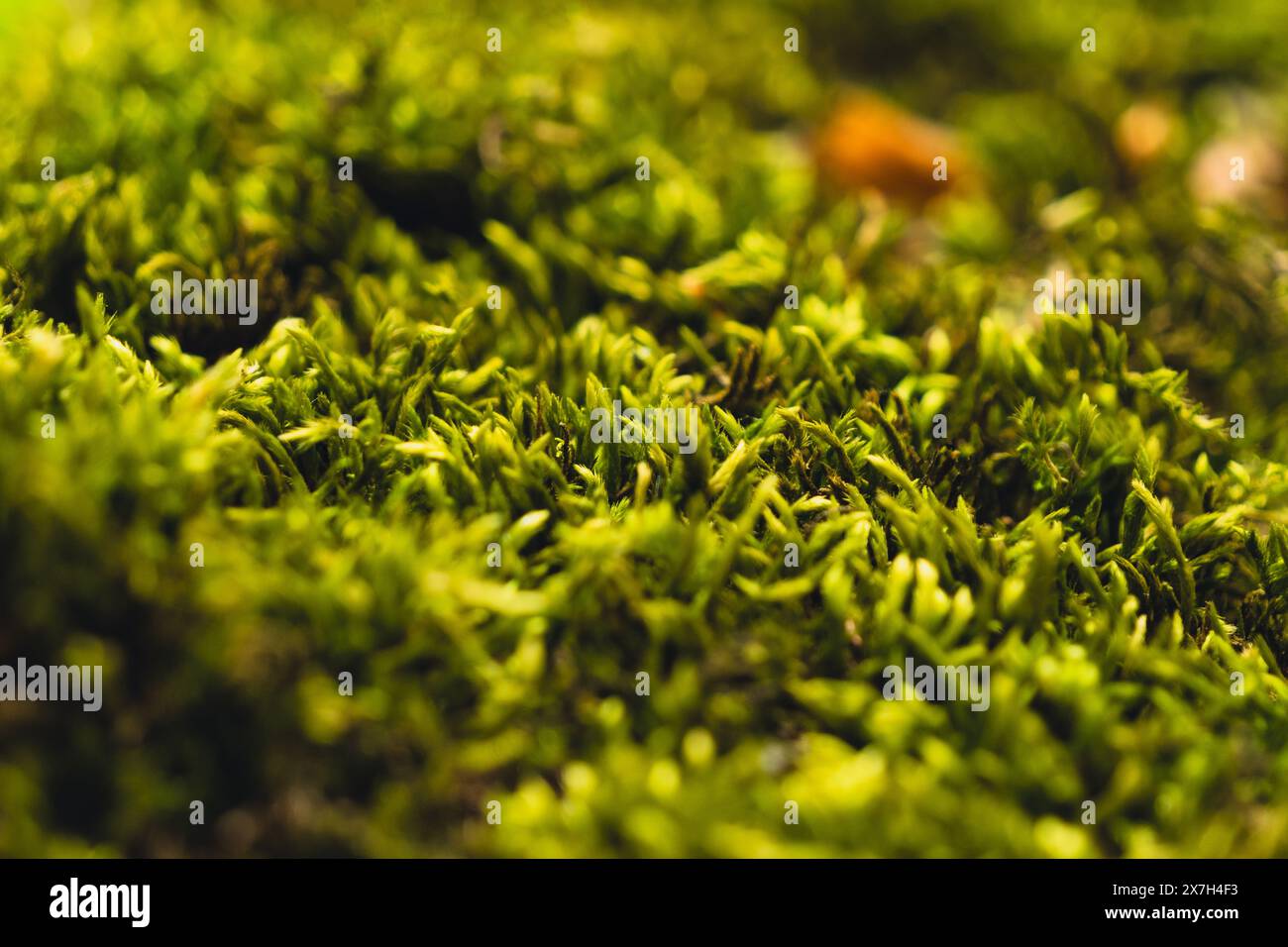A detailed macro shot featuring densely packed green moss thriving in ...