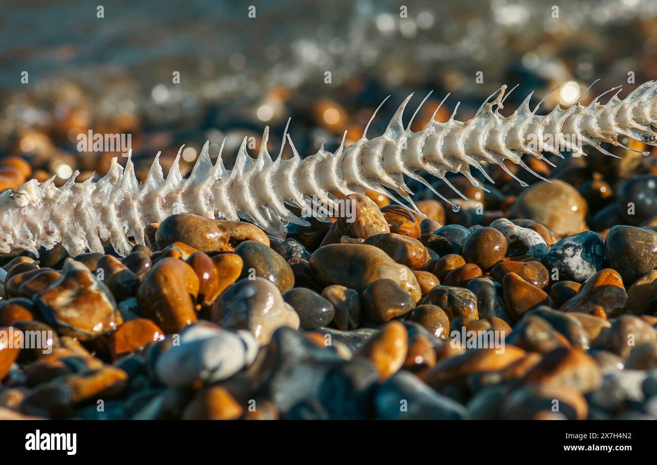 Fishbone on the pebbled beach at Hastings, UK Stock Photo - Alamy