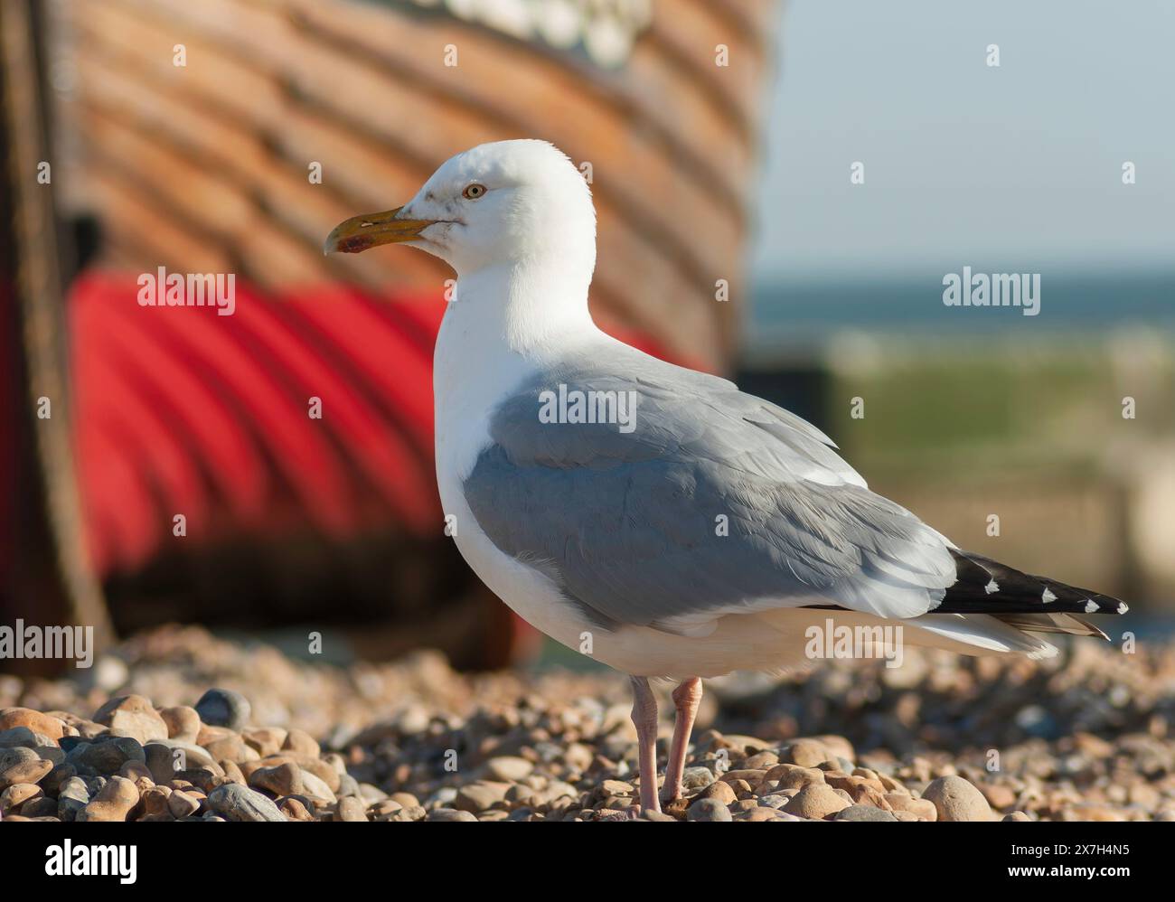 Seagull on the fisherman's beach at Hastings UK Stock Photo - Alamy